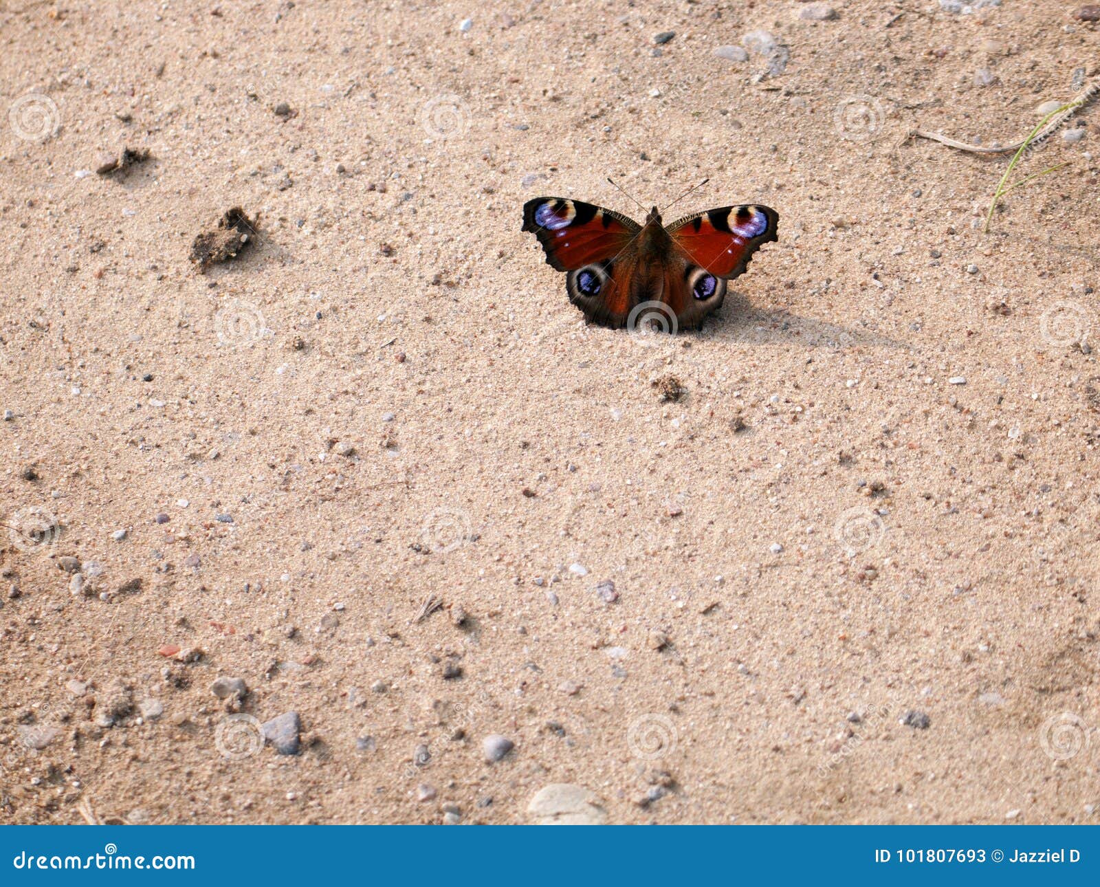 Beautiful Colored Butterfly Sitting on the Sand Stock Image - Image of ...