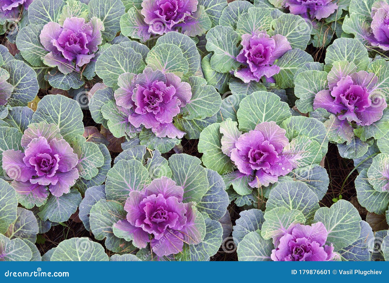 Beautiful colored cabbage stock image. Image of flower - 179876601