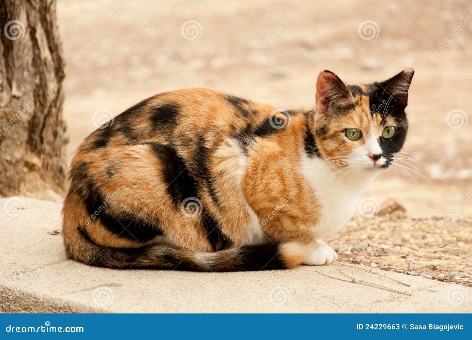 Beautiful colored cat stock image. Image of family, female - 24229663