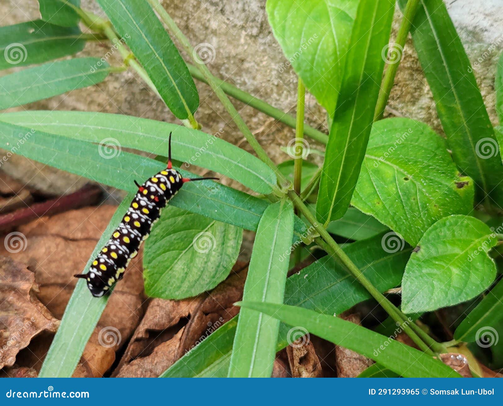Beautiful Colored Caterpillars on Green Leaves Stock Image - Image of ...