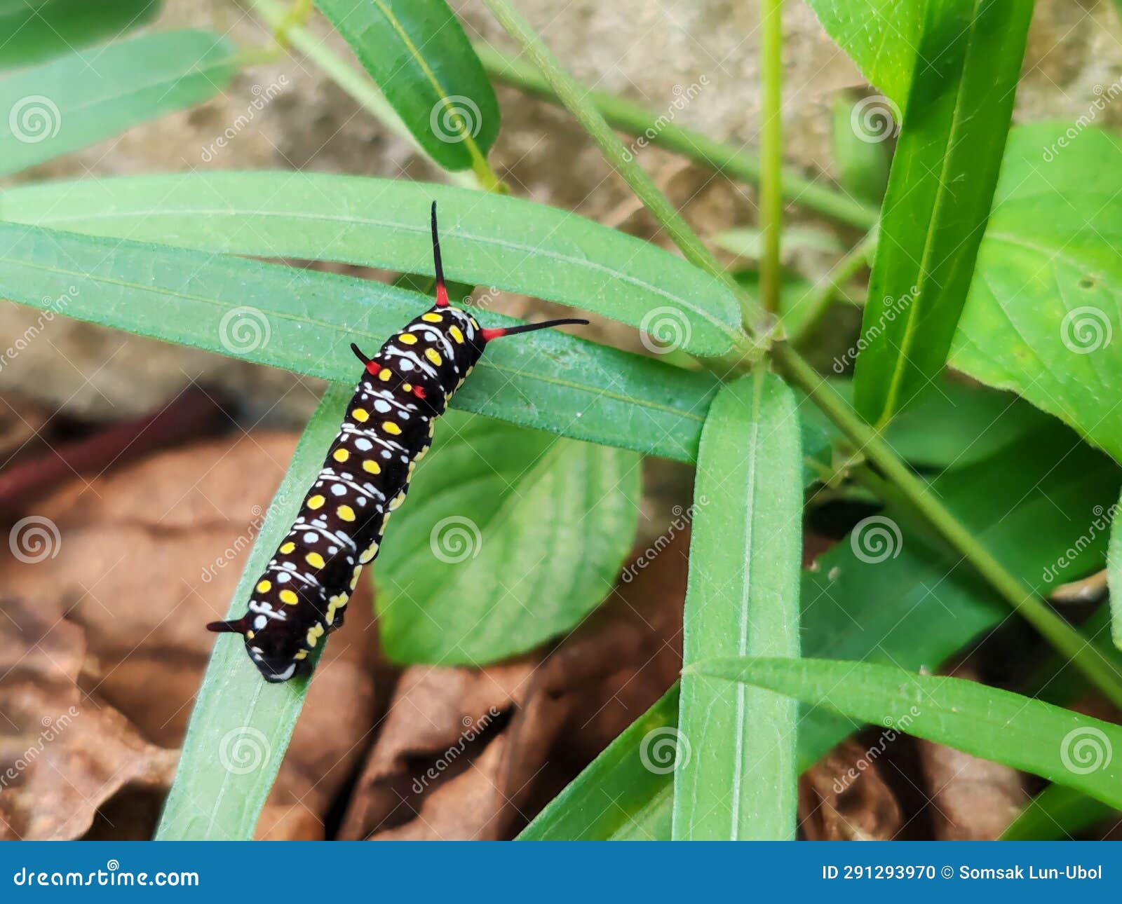 Beautiful Colored Caterpillars on Green Leaves Stock Photo - Image of ...