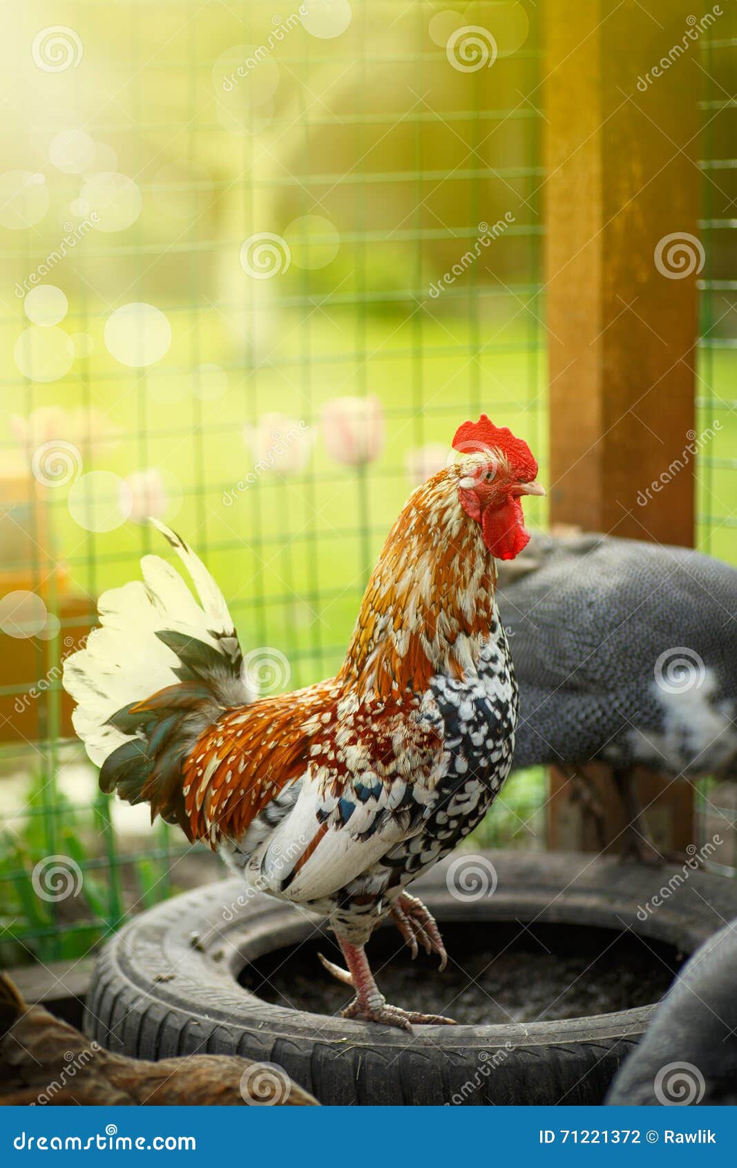 Beautiful colored stock photo. Image of cockrel, green - 71221372