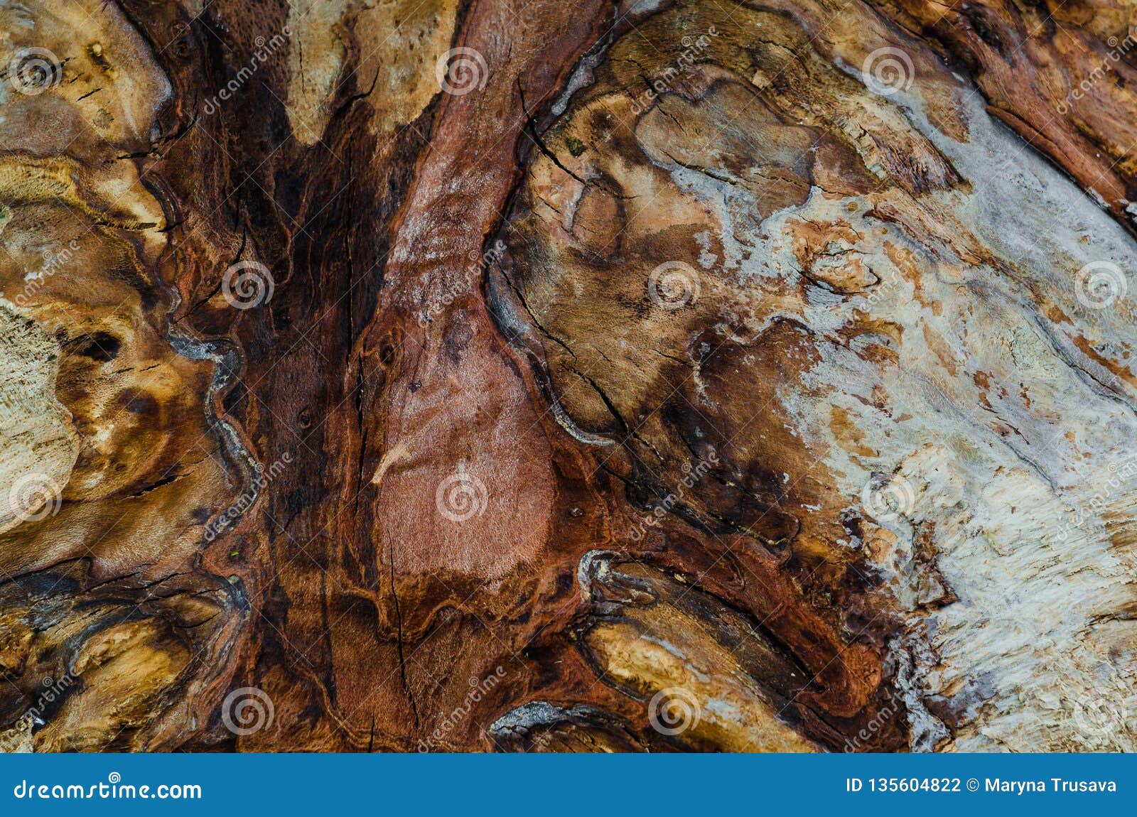 Beautiful Colored Core of the Tree Ash in Cut, Closeup Stock Photo ...