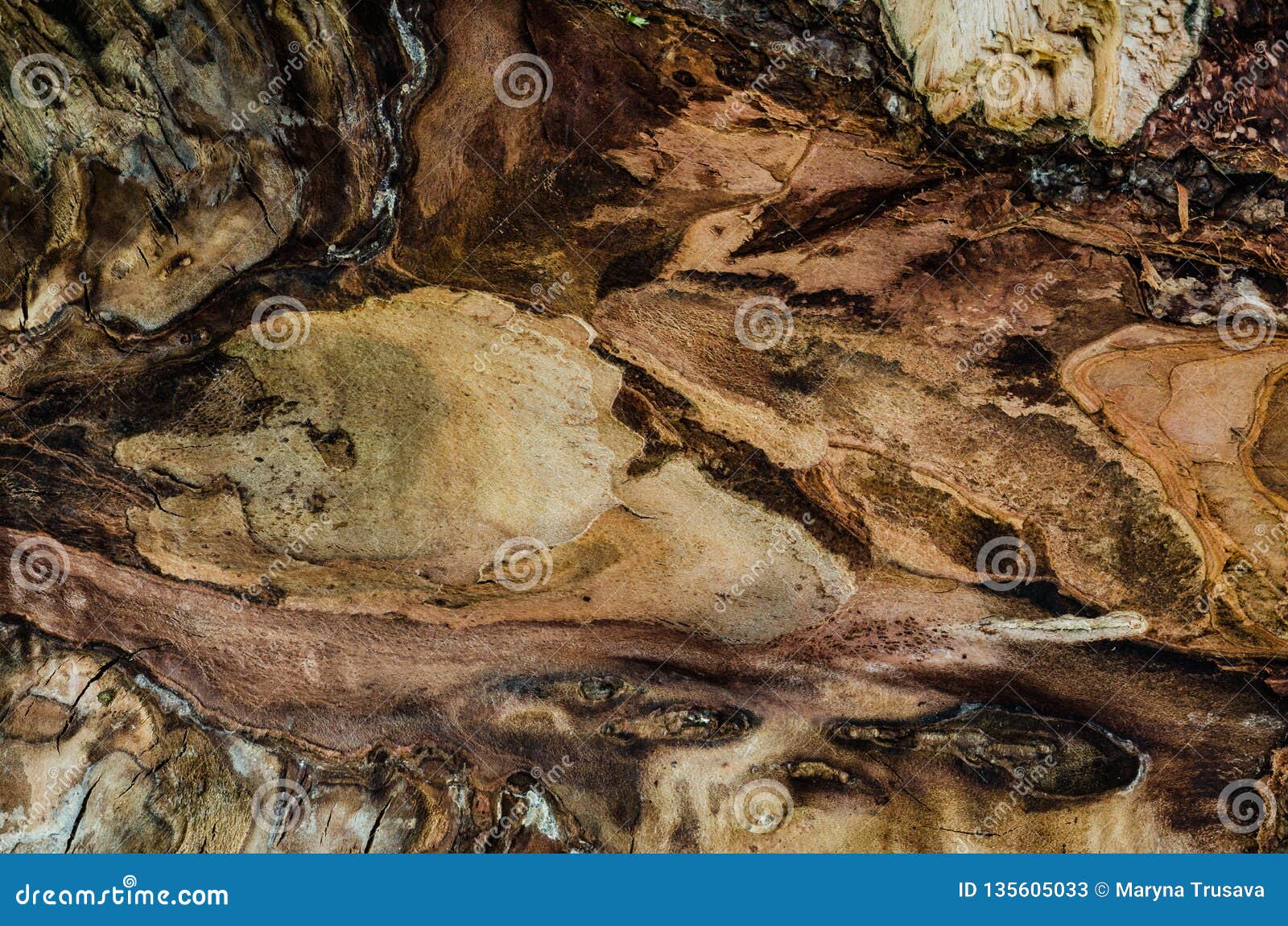 Beautiful Colored Core of the Tree Ash in Cut, Closeup, Texture Stock ...
