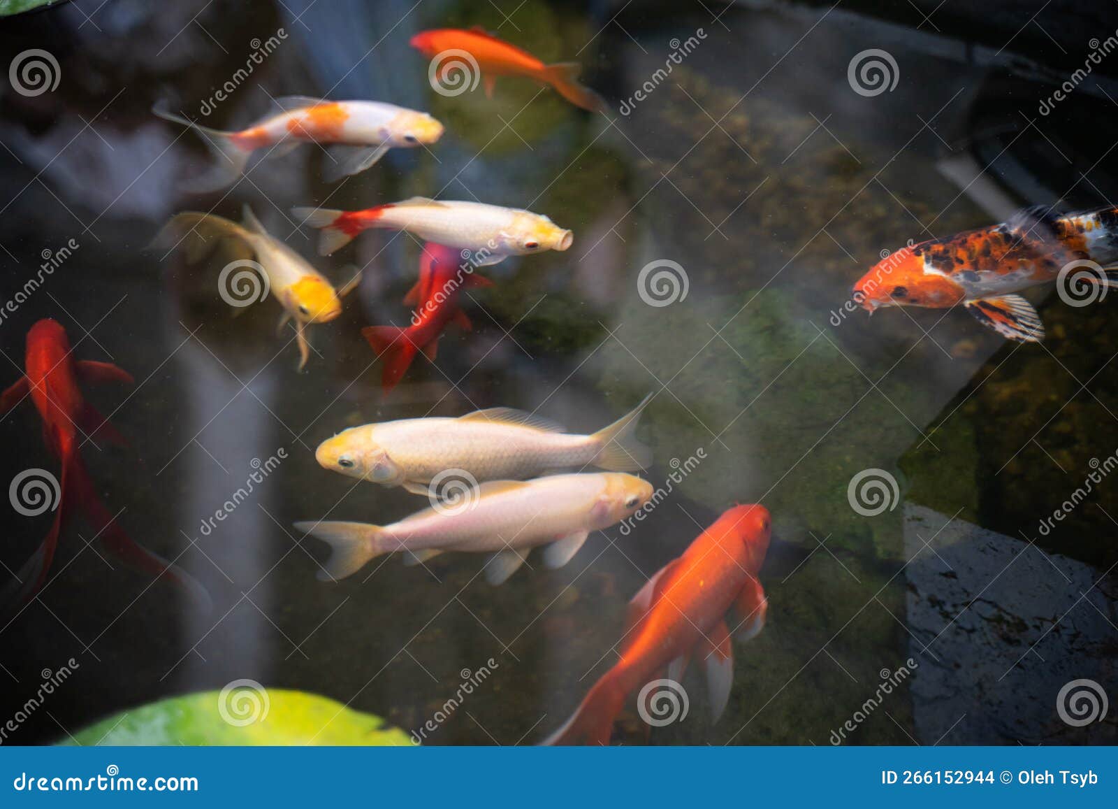 Beautiful Colored Decorative Fish in the Pond, Lake Stock Photo - Image ...