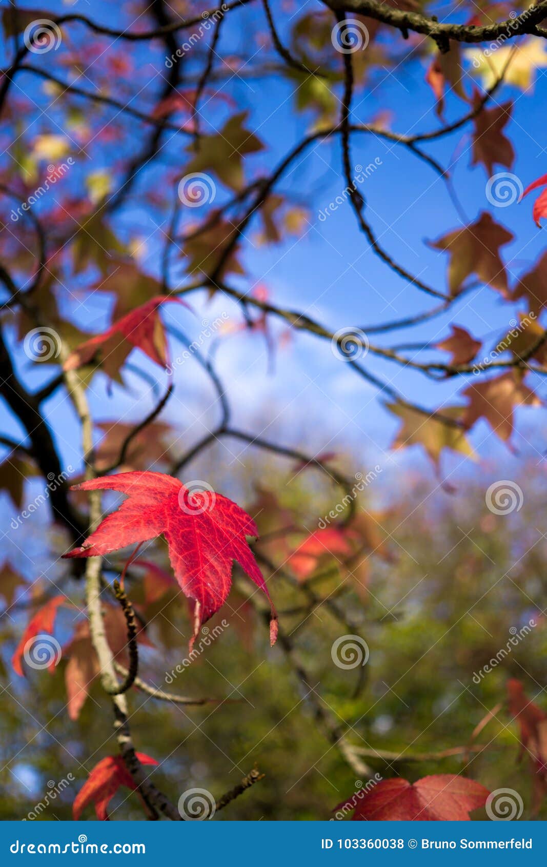 Colored Fall Leaves on Blue Sky Stock Photo - Image of plant, leaf ...