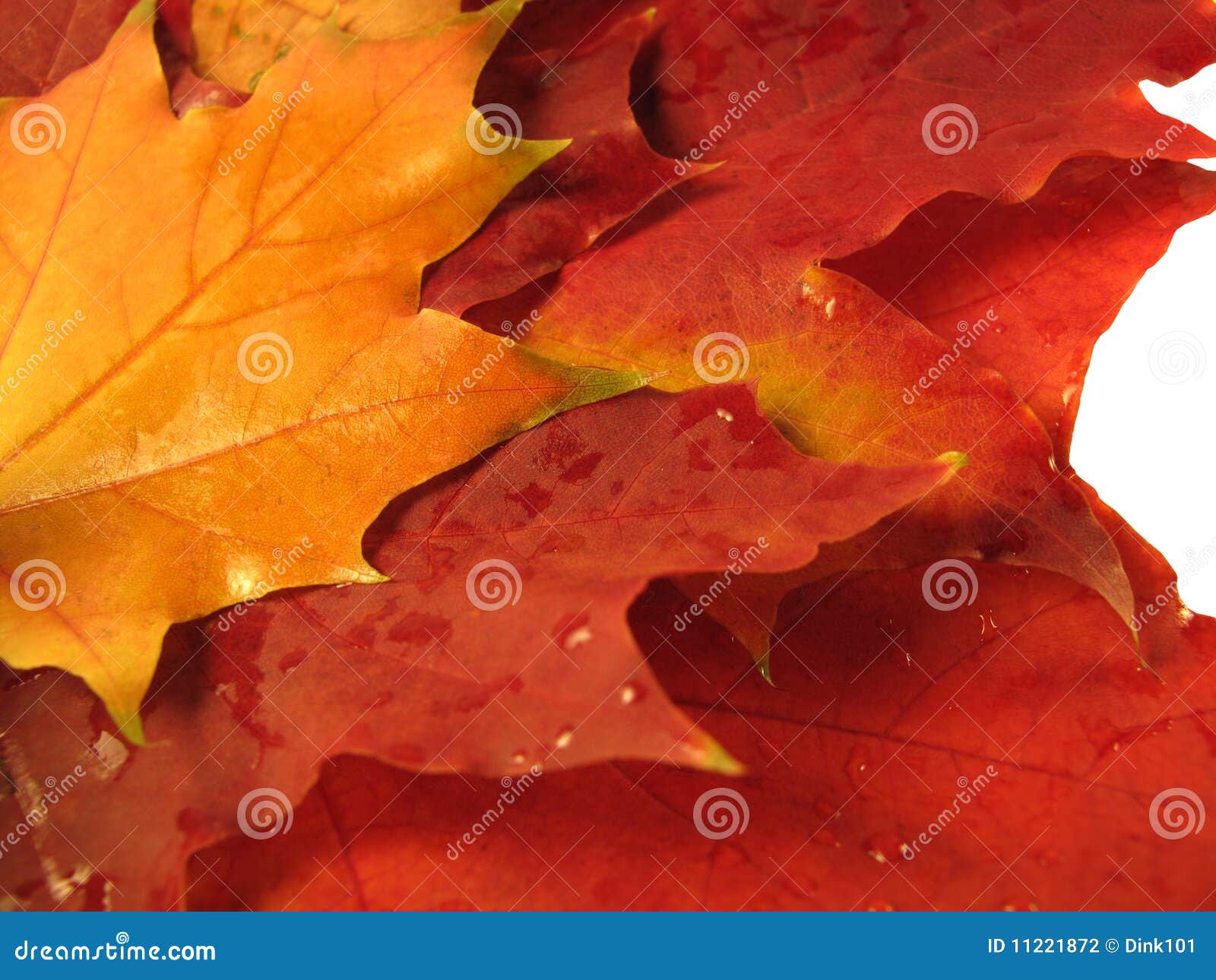 Beautiful Colored Fall Leaves with Water Drops Stock Photo - Image of ...