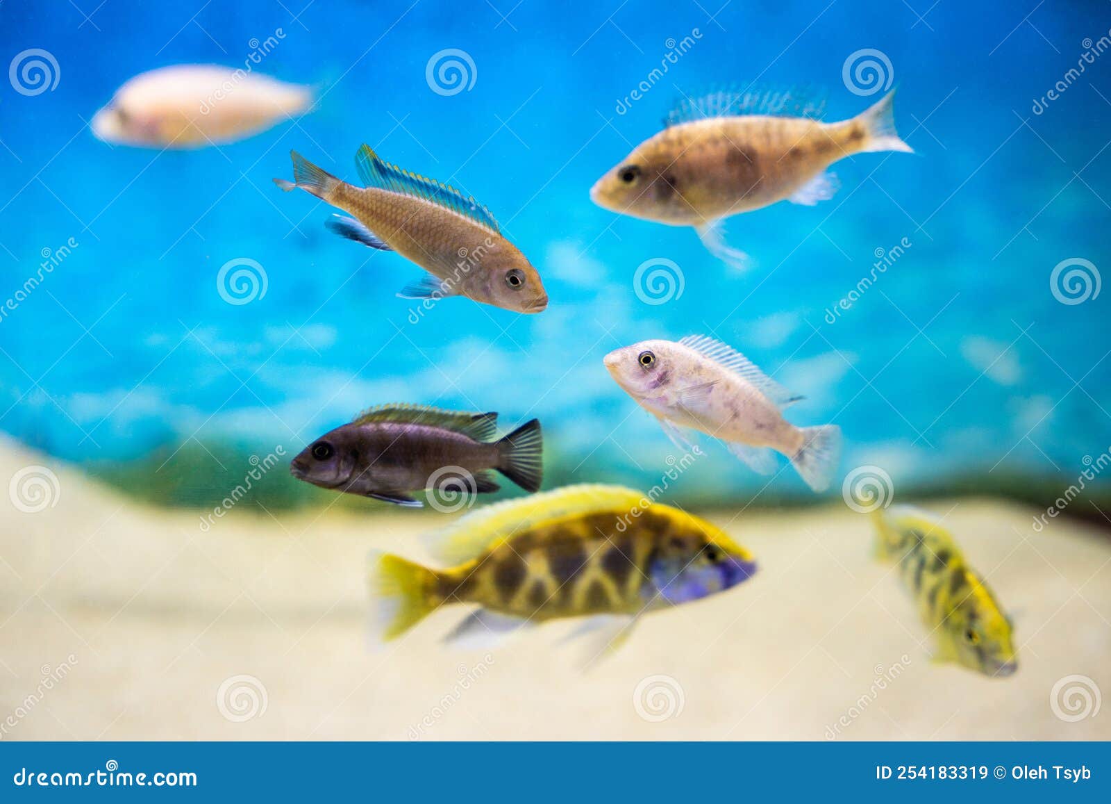 Beautiful Colored Fish in the Aquarium. Stock Image - Image of life ...