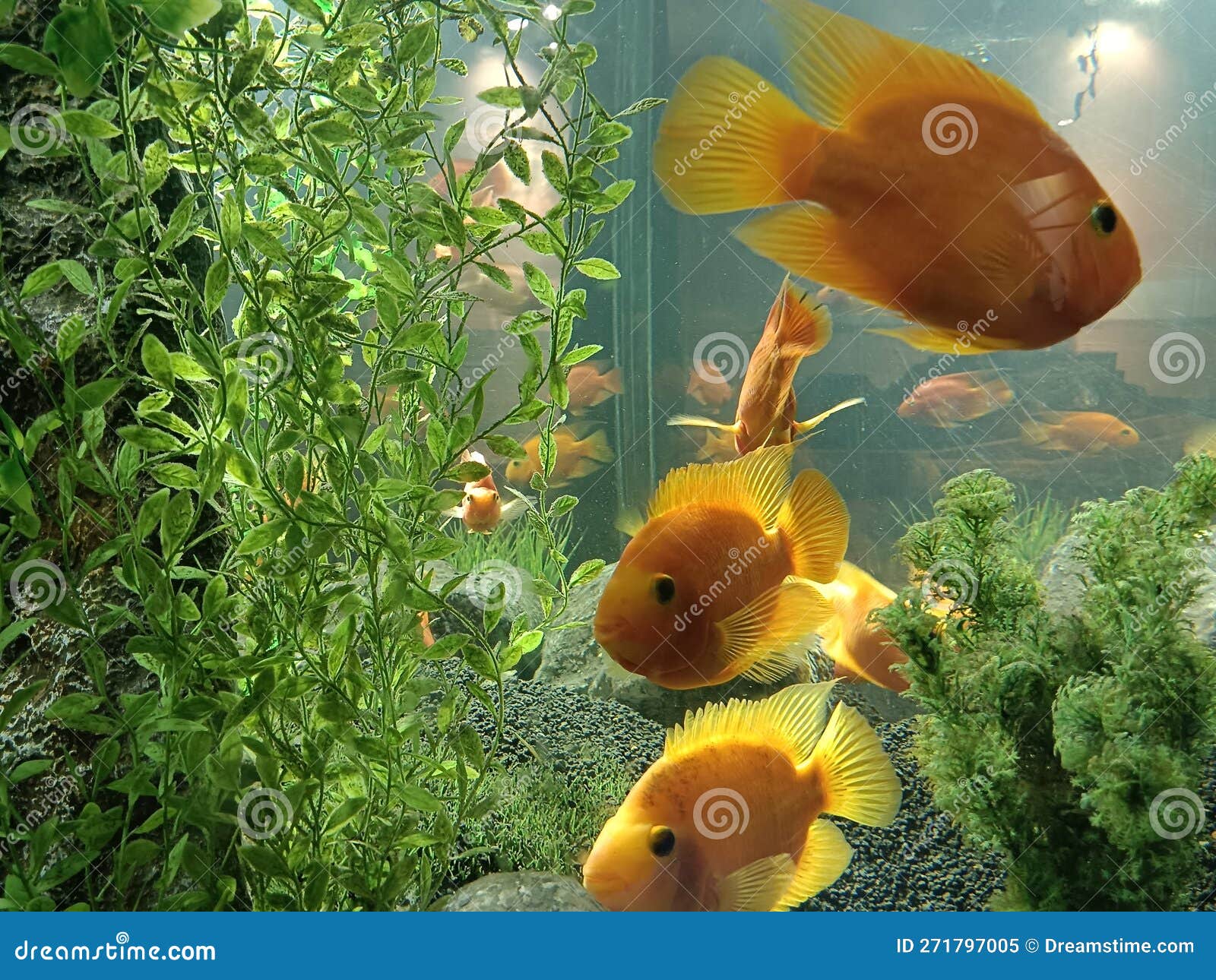 A Beautiful Colored Fish with a Nice Pattern Makes the Fish in the ...