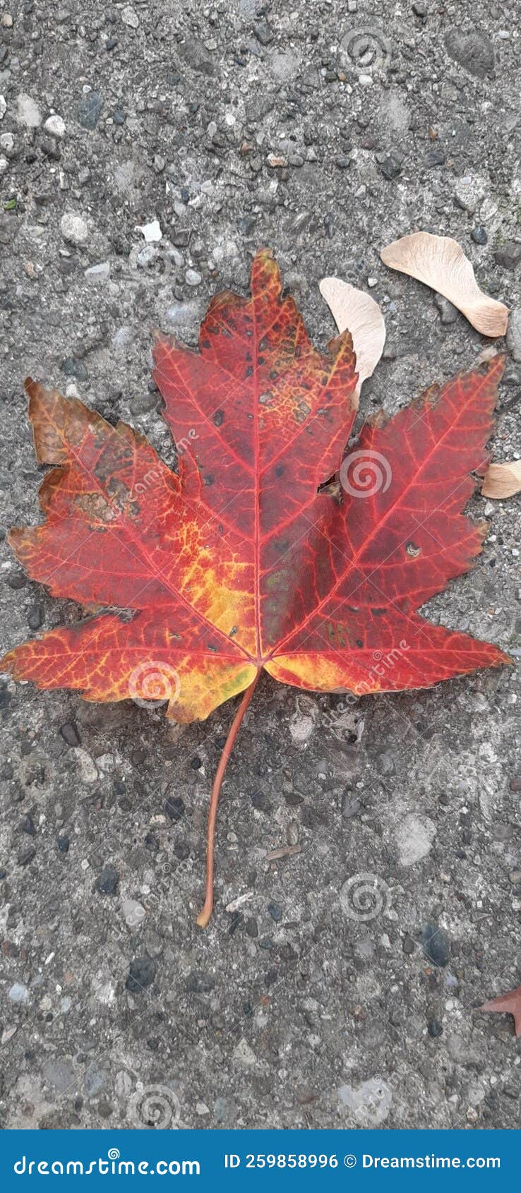 Beautiful Colored Leaf in Fall Season Stock Photo - Image of branch ...
