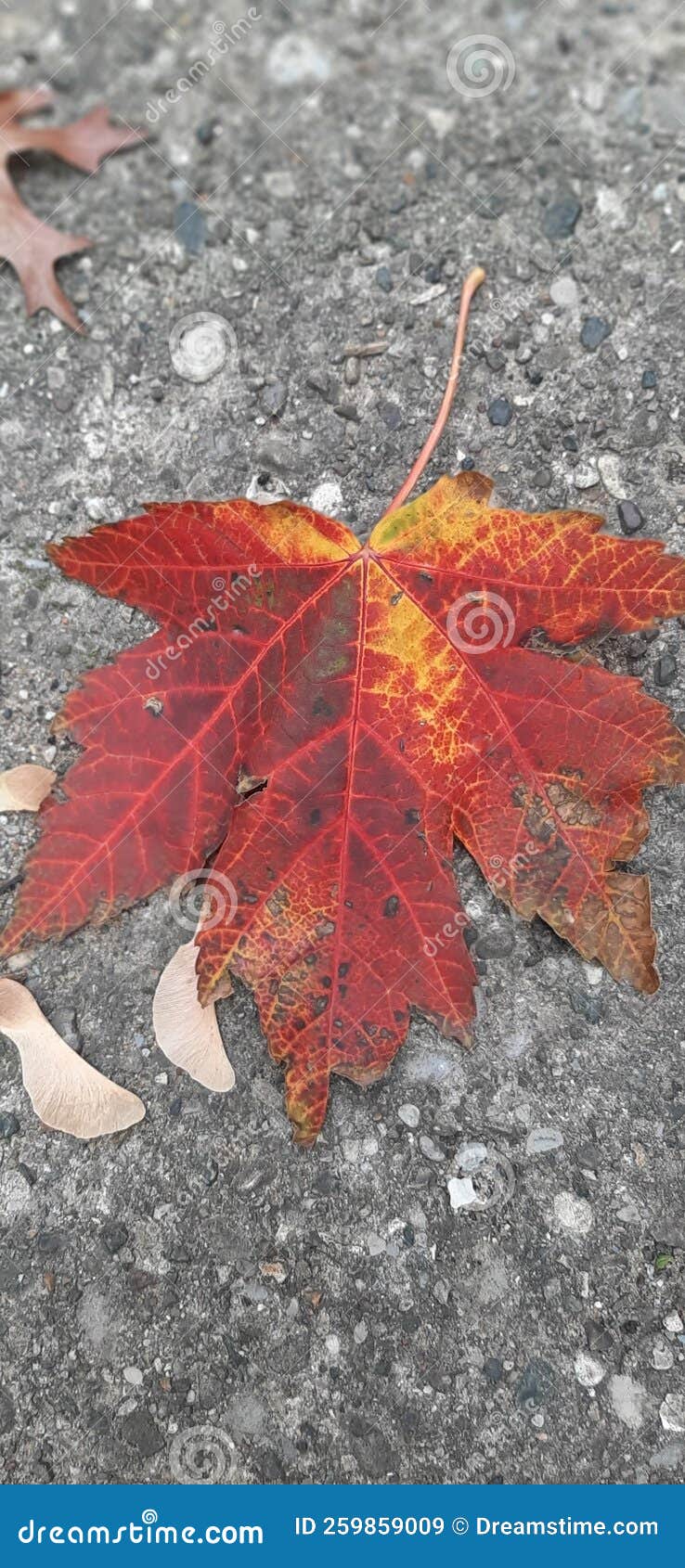 Beautiful Colored Leaf in Fall Season Stock Image - Image of plant ...