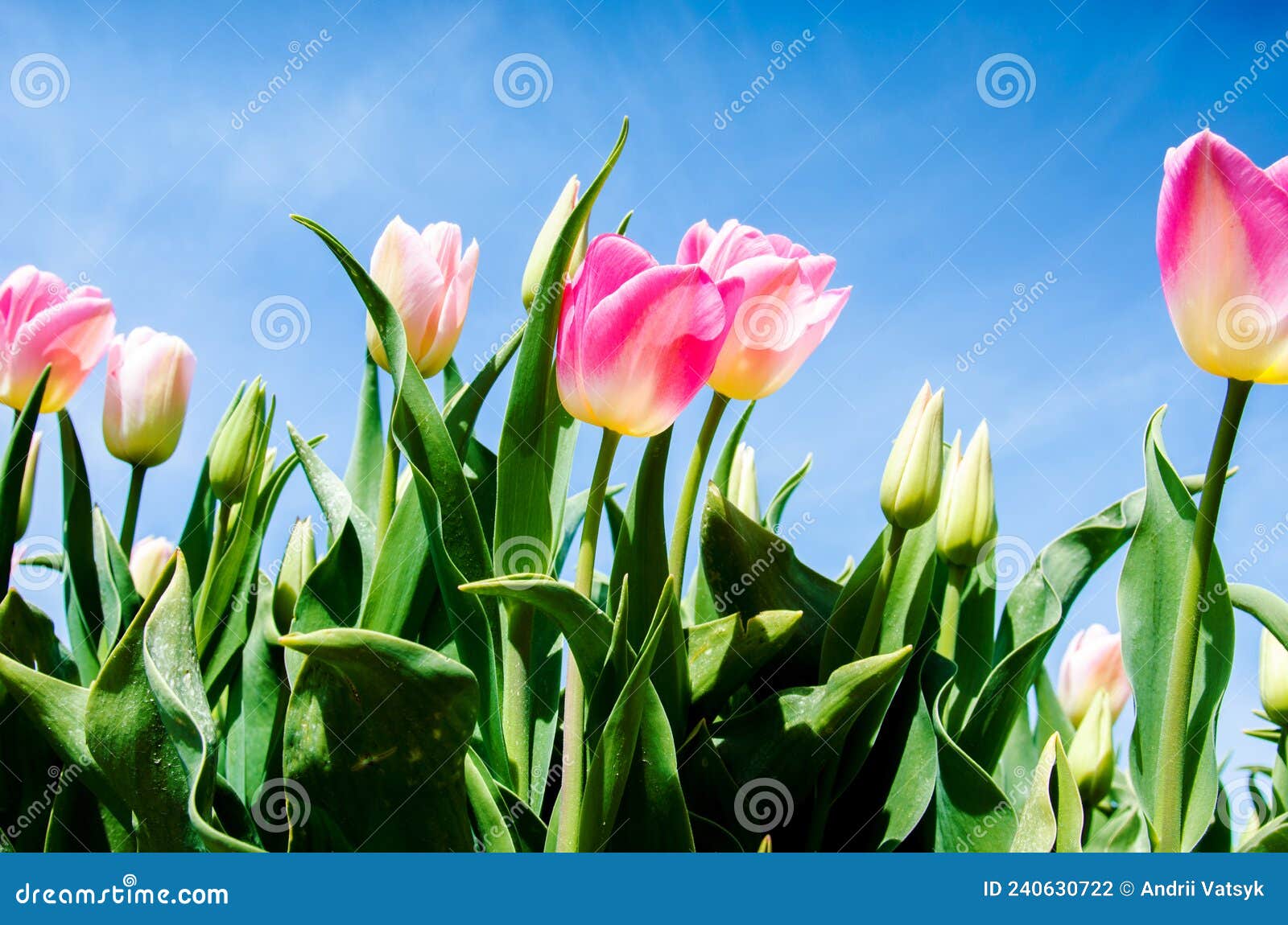 Beautiful Colored Optimistic Landscape with Tulips on a Background of ...