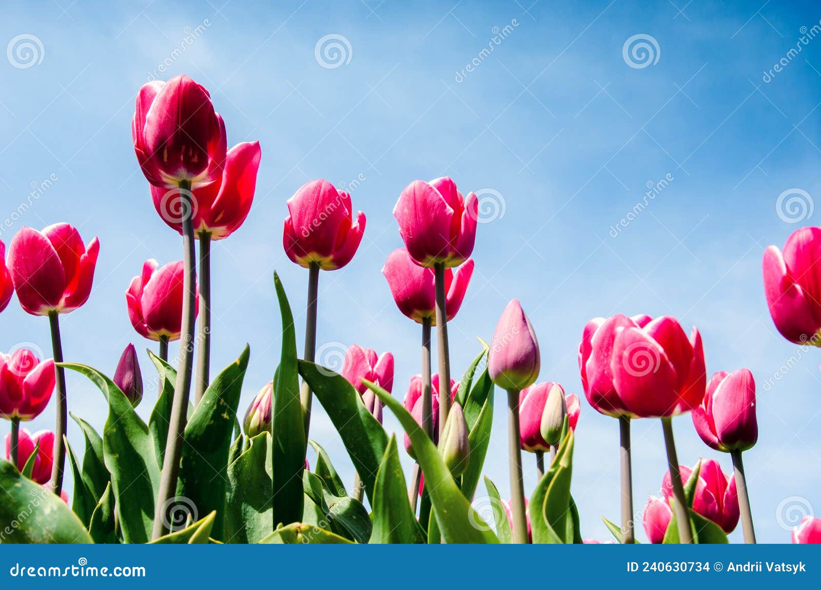 Beautiful Colored Optimistic Landscape with Tulips on a Background of ...