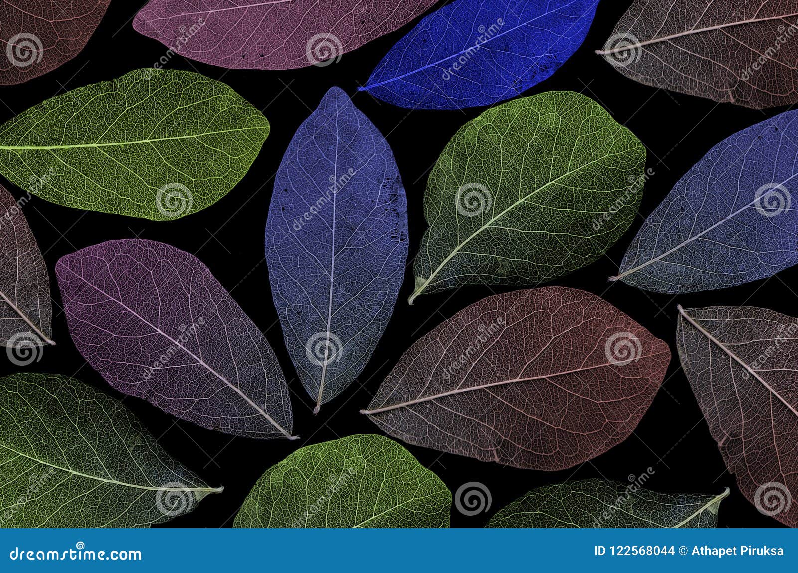 Beautiful Pattern of Dried Leaf Veins Stock Photo - Image of beautiful ...