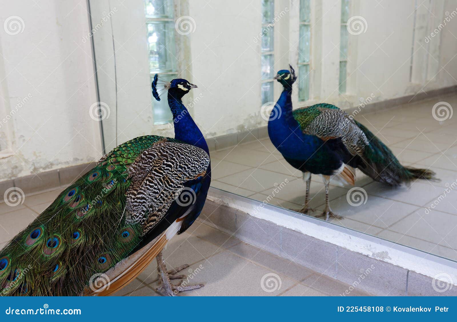 A Colored Peacock and Its Reflection in a Miror Stock Photo - Image of ...