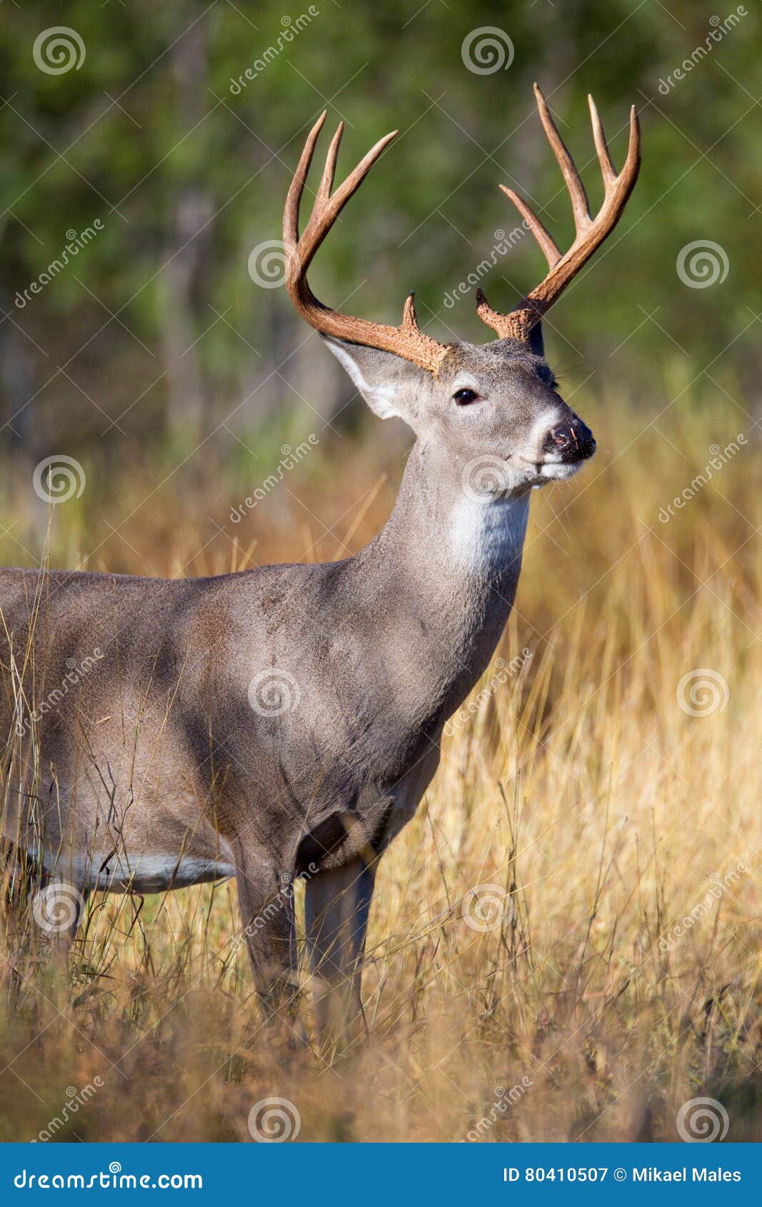 Beautiful colored rack stock image. Image of acting, bucks - 80410507