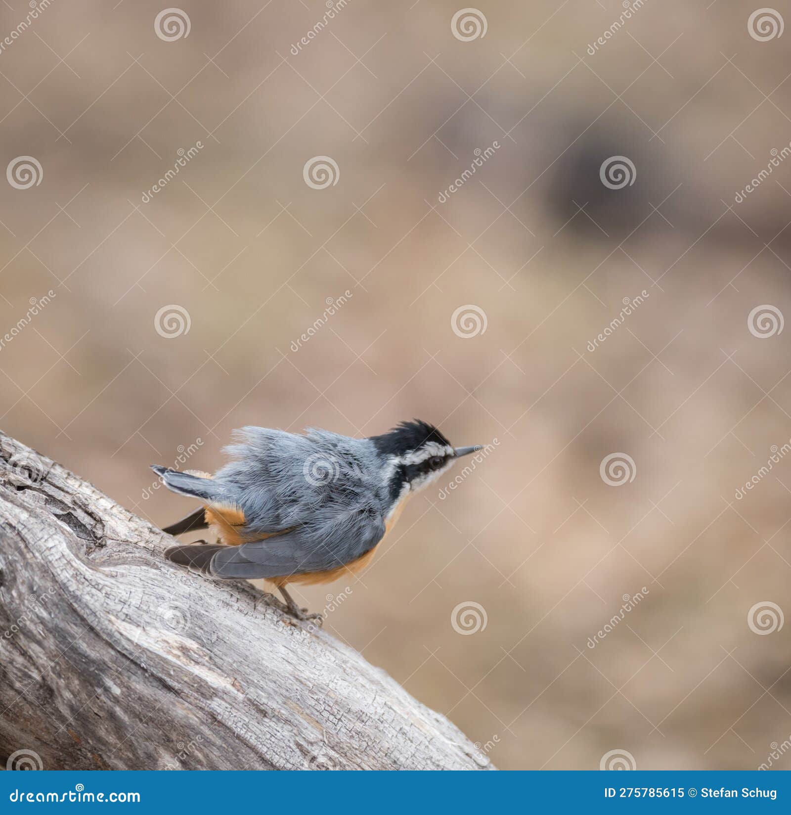 Red-breasted Nuthatch - Excited - Buffed Up Stock Image - Image of ...