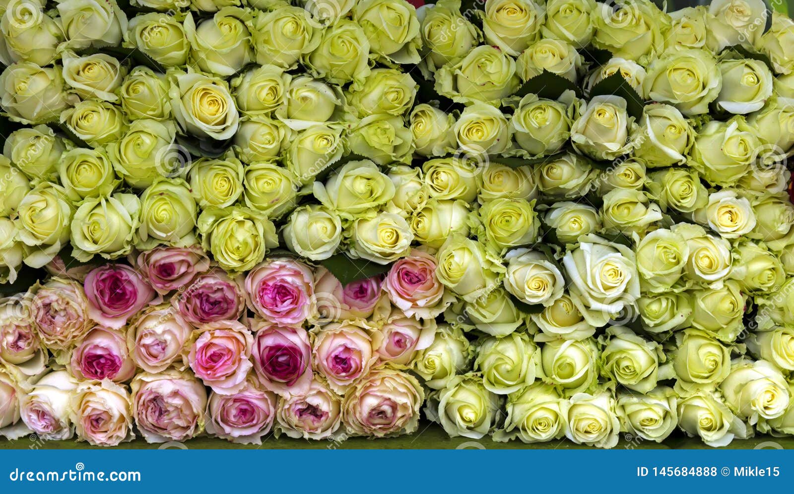 Beautiful Colored Row stock photo. Image of single, green - 145684888