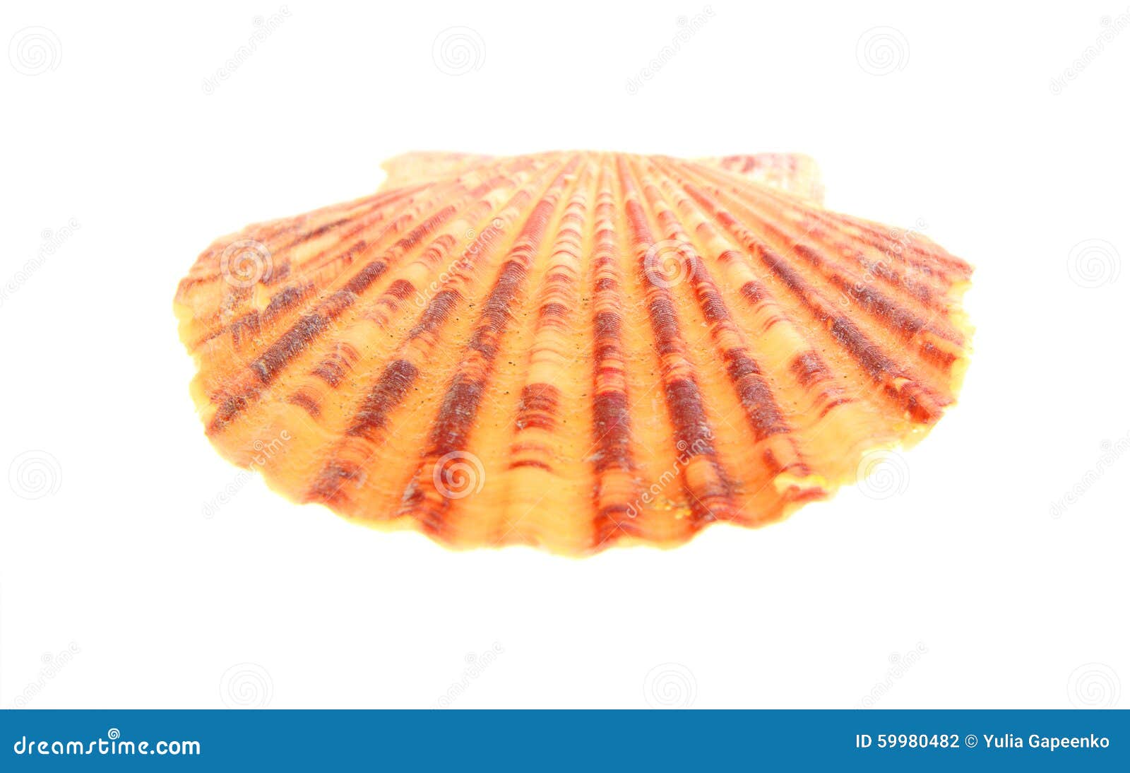 Beautiful Colored Seashells. Isolated Stock Photo - Image of pattern ...