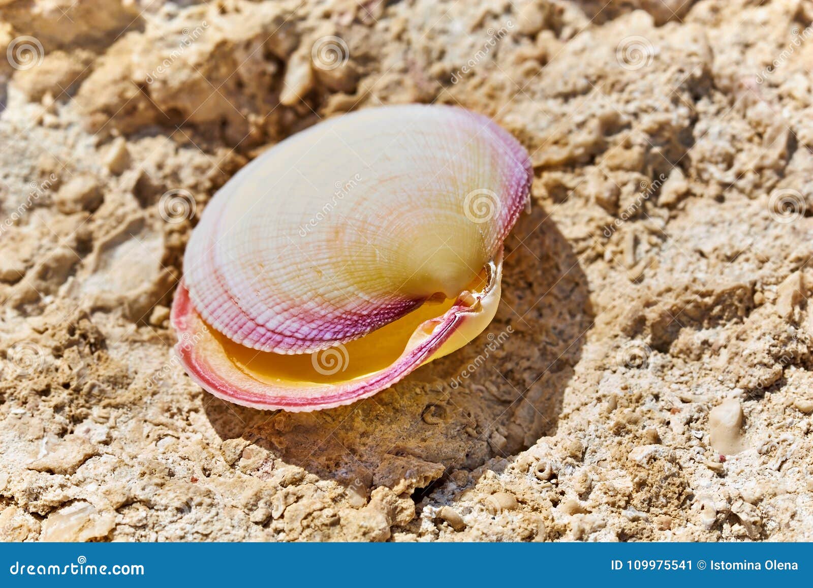 Beautiful colored shell. stock image. Image of nature - 109975541