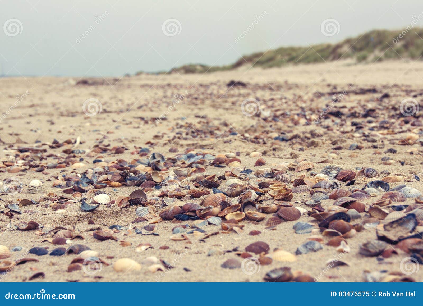 Beautiful Colored Shells on a Beach Stock Image - Image of environment ...