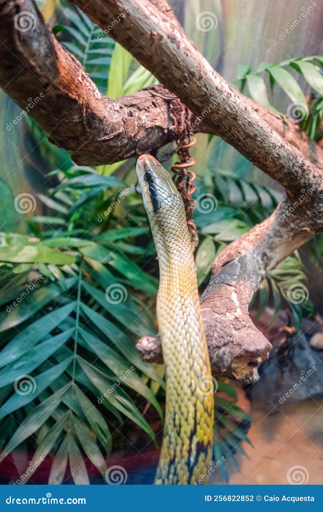 Beautiful Colored Snake Rising Up Its Head, in Captivity Stock Photo ...