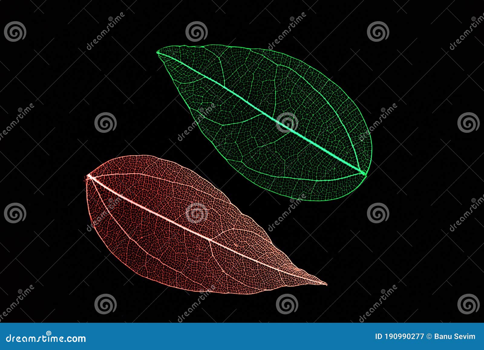 Leaf Skeletons on White Background Stock Image - Image of foliage, beauty: 190990277