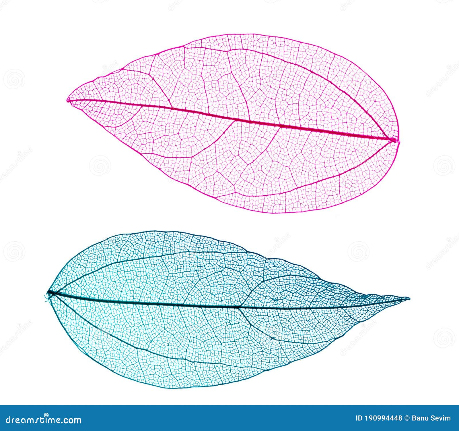 Leaf Skeletons on White Background Stock Photo - Image of flora ...