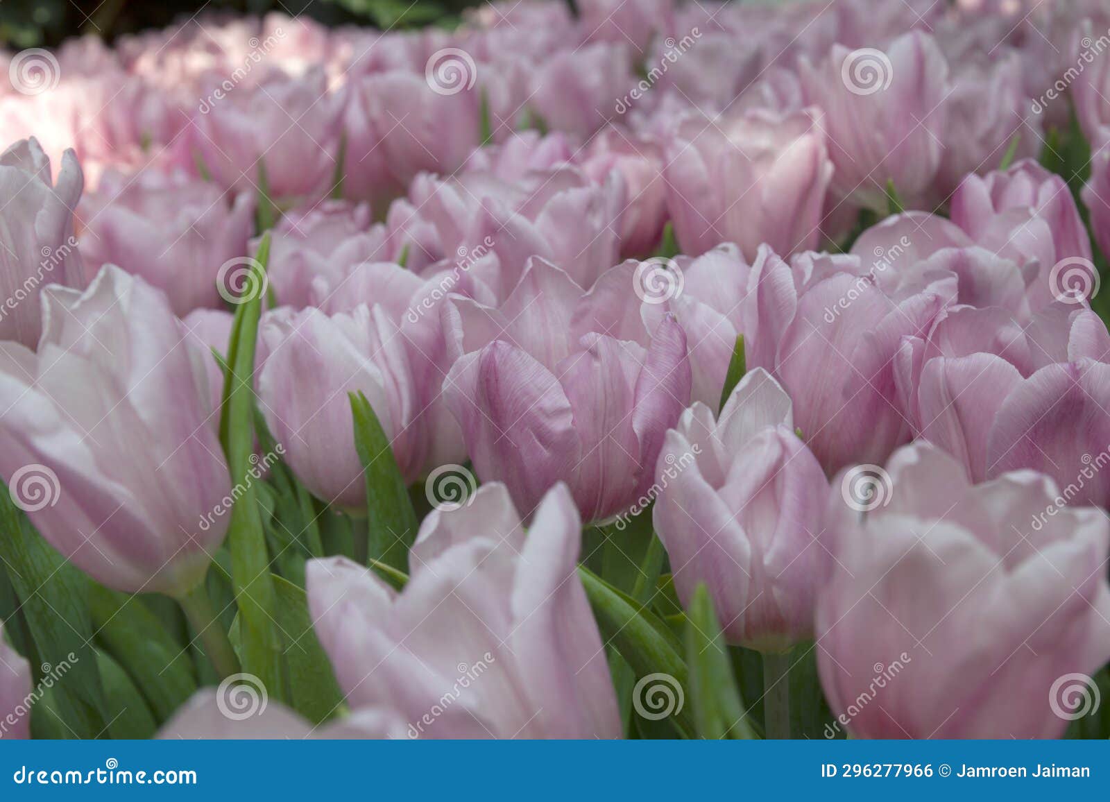 Beautiful Colored Tulips in a Natural Garden Stock Photo - Image of ...
