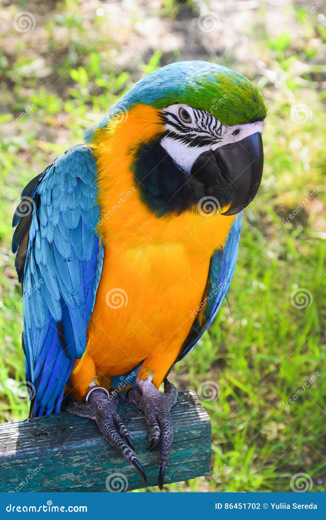 Beautiful colorful ara stock photo. Image of macaw, bird - 86451702
