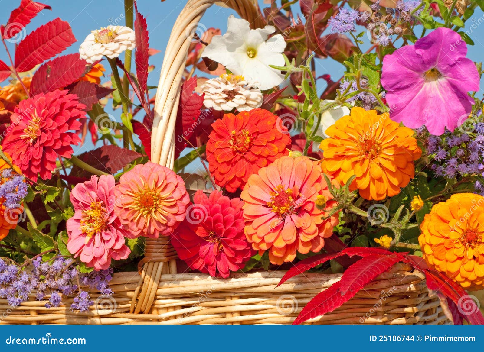 Beautiful Colorful Autumn Flowers Stock Photo - Image of sunlight ...