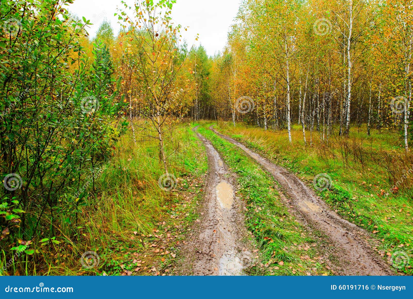 Beautiful Colorful Autumn Forest Stock Photo - Image of birch, foliage ...