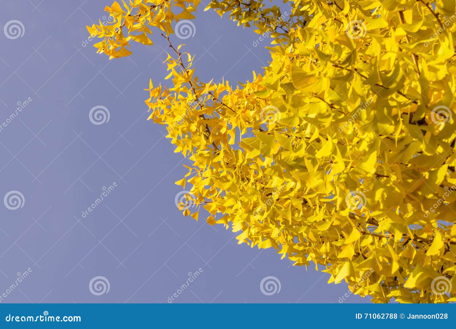 Beautiful Colorful Autumn stock photo. Image of bright - 71062788