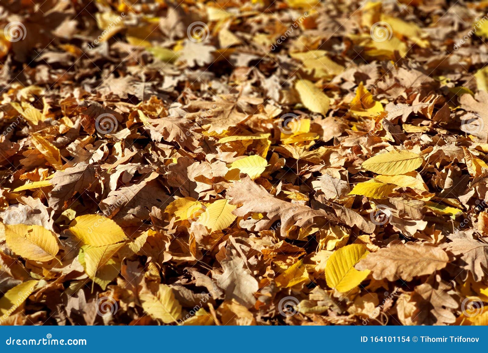 Beautiful Colorful Autumn Leaves on Ground, Falling Autumn Leaves in ...