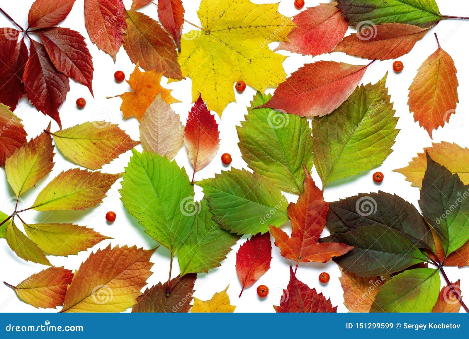 Beautiful Colorful Autumn Leaves Isolated On White Background Stock
