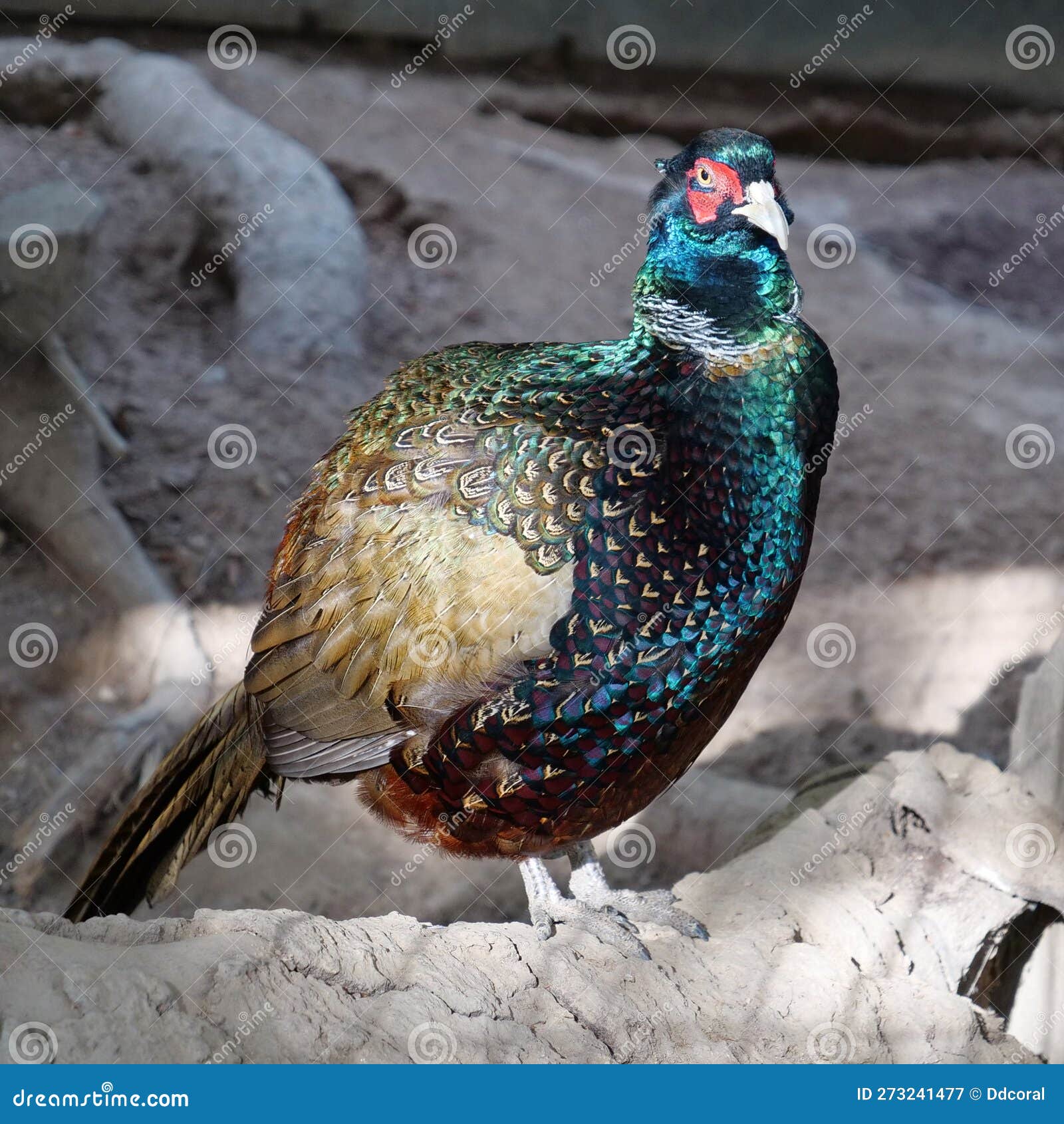 Beautiful Colorful Bird in an Aviary for Birds Stock Image - Image of ...