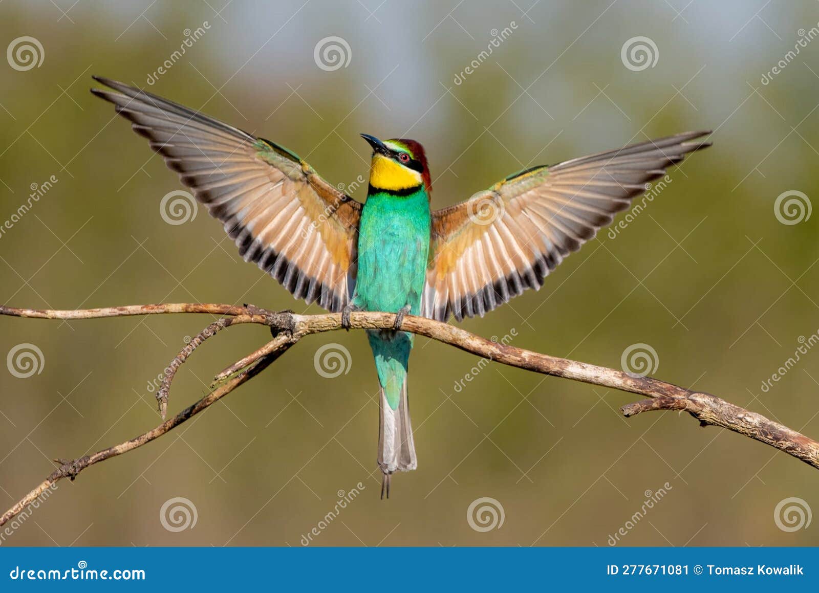 Beautiful Colorful Bird with Spread Wings Stock Image - Image of bright ...