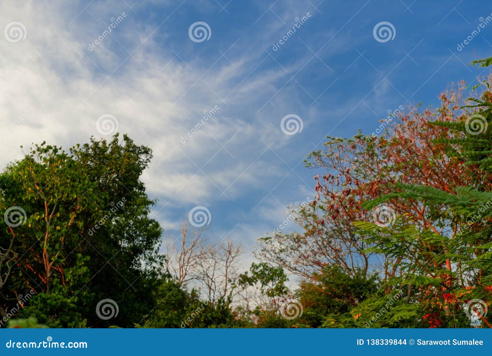 Beautiful Colorful of Branc and Tree Rain Forest in Tropical Summer ...