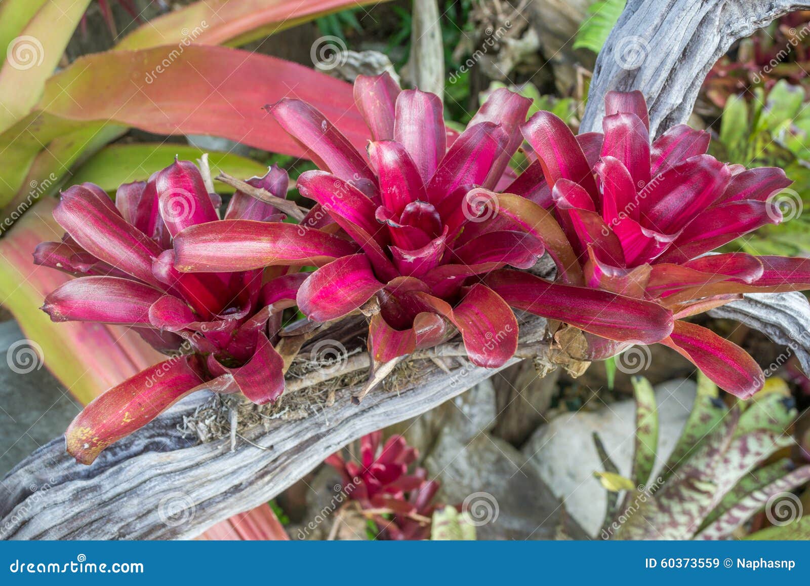 The Beautiful Colorful of Bromeliad Flower Stock Image - Image of ...