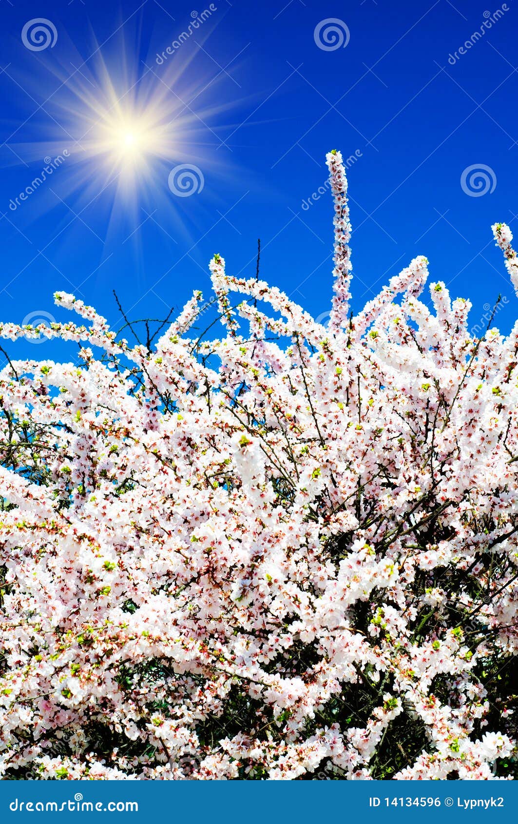 Beautiful,colorful Bush Blossom. Stock Photo - Image of nature, botany ...