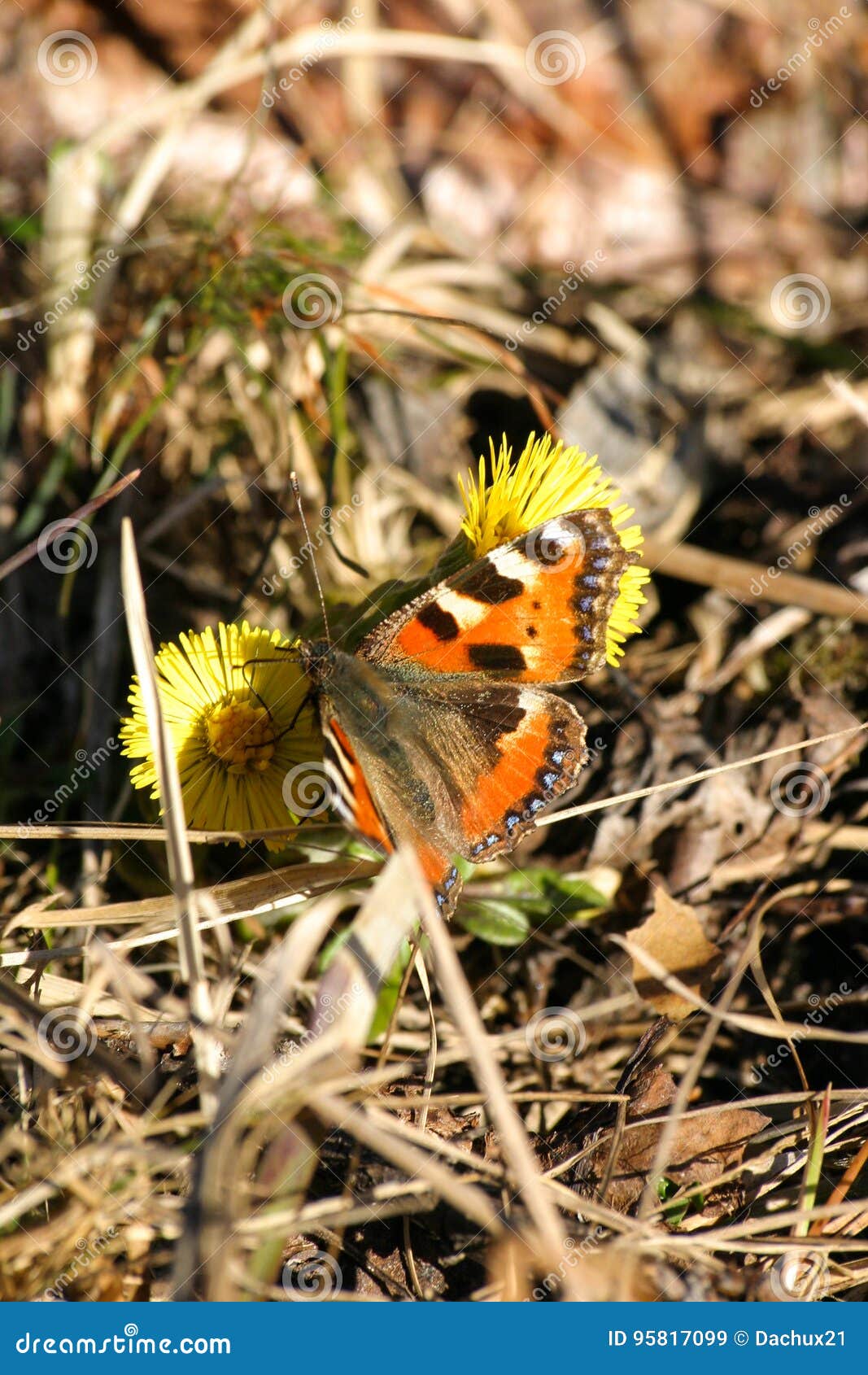 A Beautiful Colorful Butterfly on a Spring Flower Stock Image - Image ...