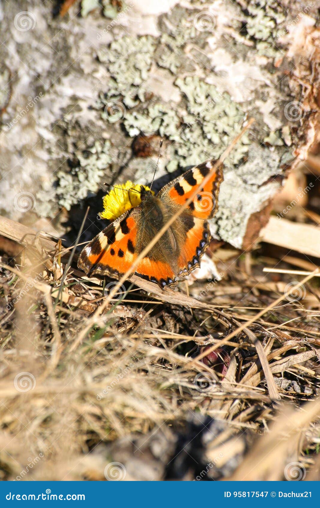 A Beautiful Colorful Butterfly on a Spring Flower Stock Image - Image ...