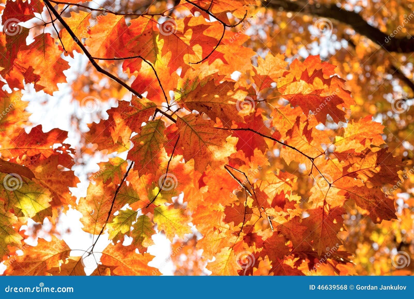Beautiful Colorful (colored) Leaves of Oak Tree Stock Photo - Image of ...