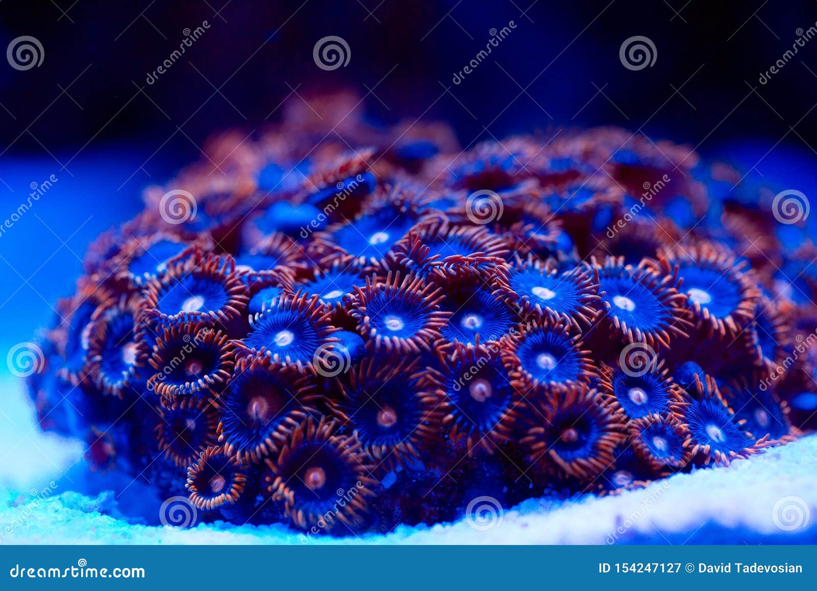 Beautiful and Colorful Corals in a Marine Aquarium. Stock Image - Image ...