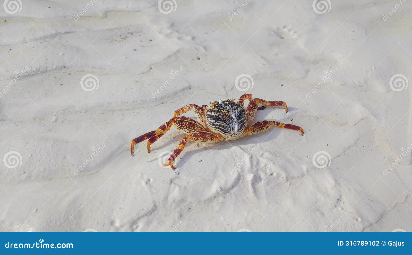 Beautiful Colorful Crab on a Sandy Beach Stock Photo - Image of crab ...