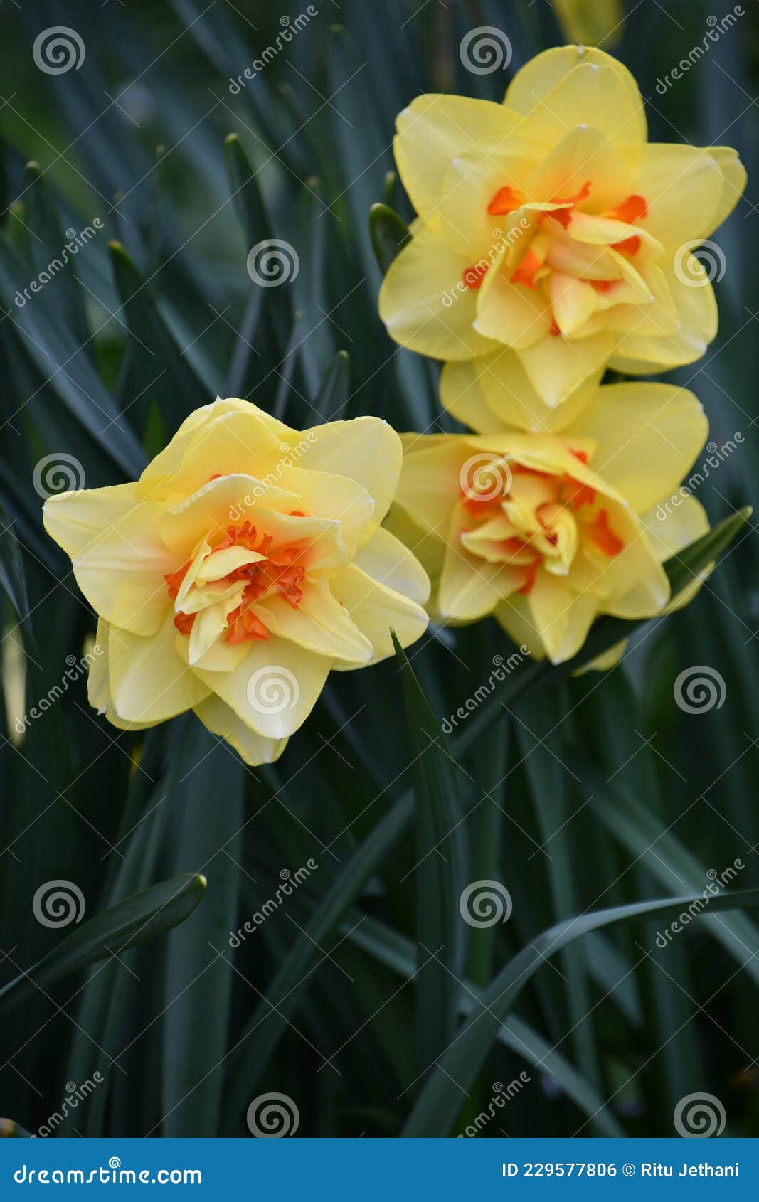 Beautiful Colorful Daffodils Stock Photo - Image of nature, greenery ...