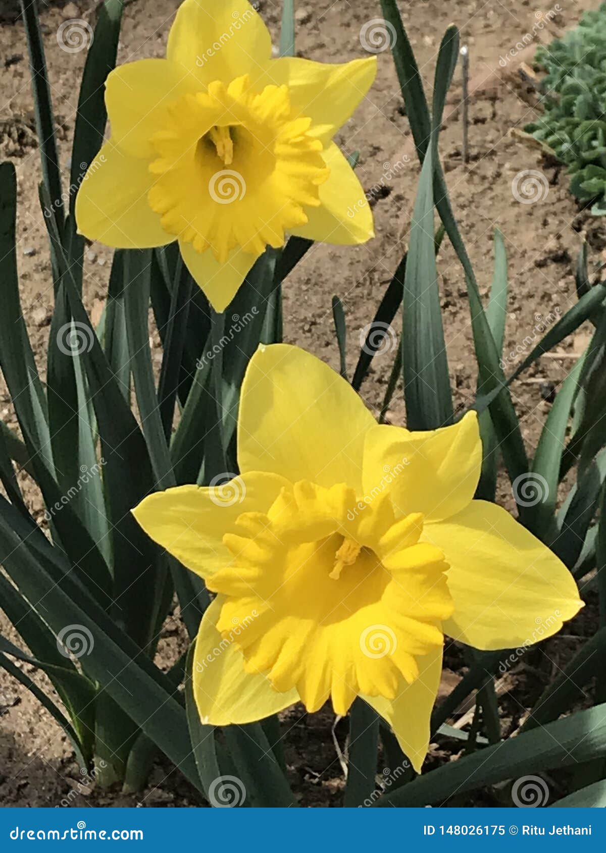 Beautiful Colorful Daffodils Stock Image - Image of nature, colorful ...