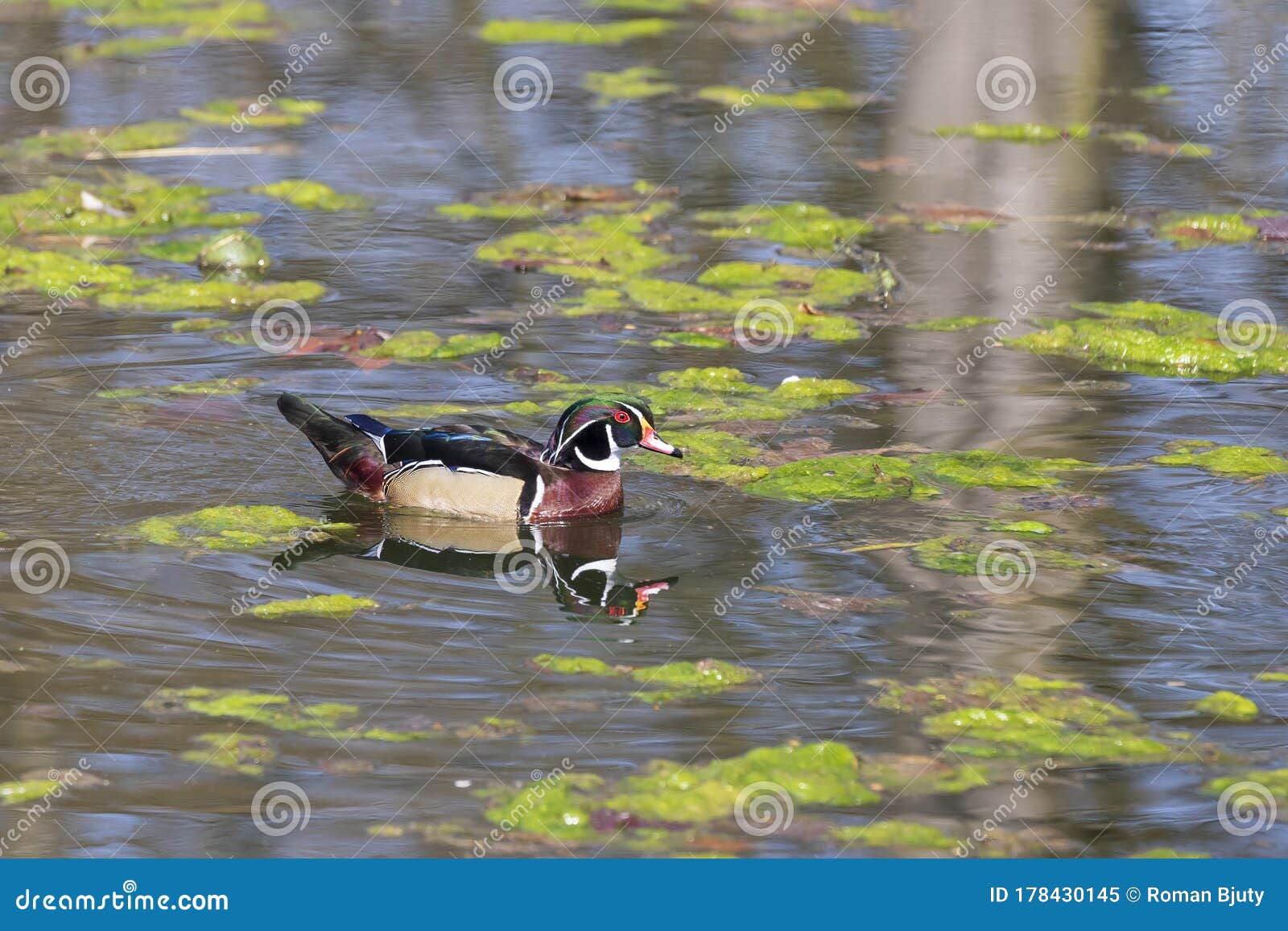 Beautiful Colorful Duck in Water Pond Stock Image - Image of mallard ...