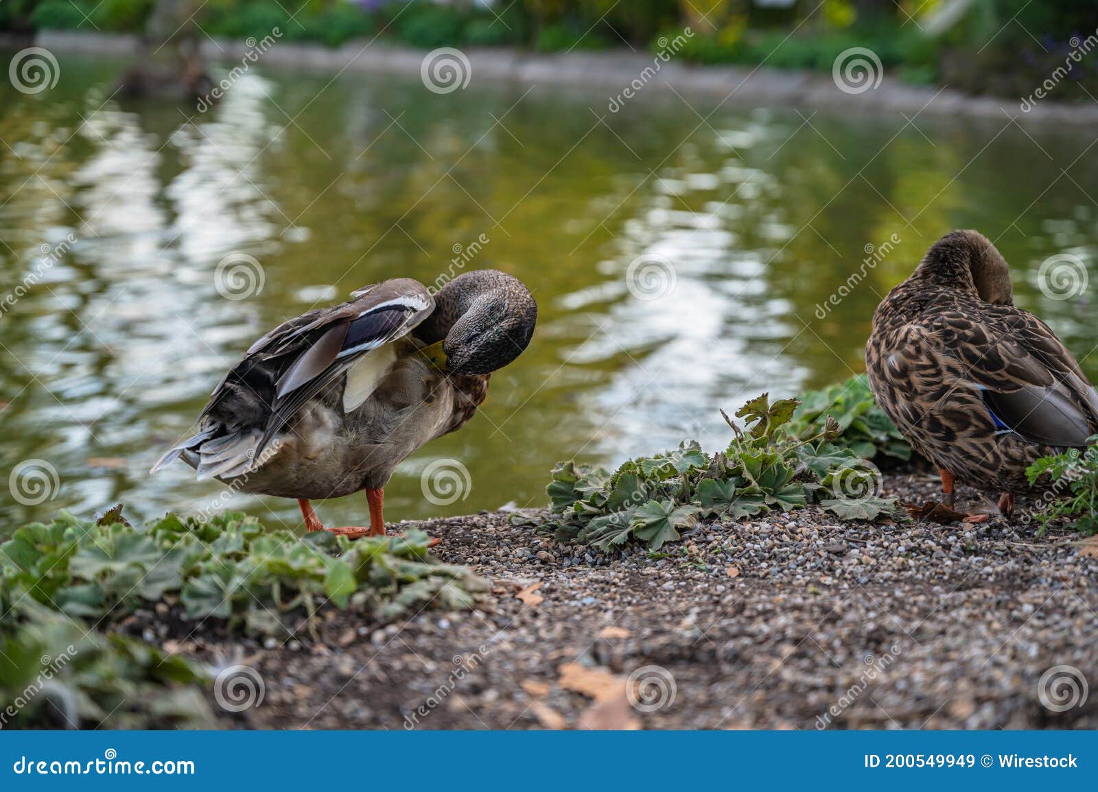 Beautiful and Colorful Ducks on the Ground in the Park Stock Image ...