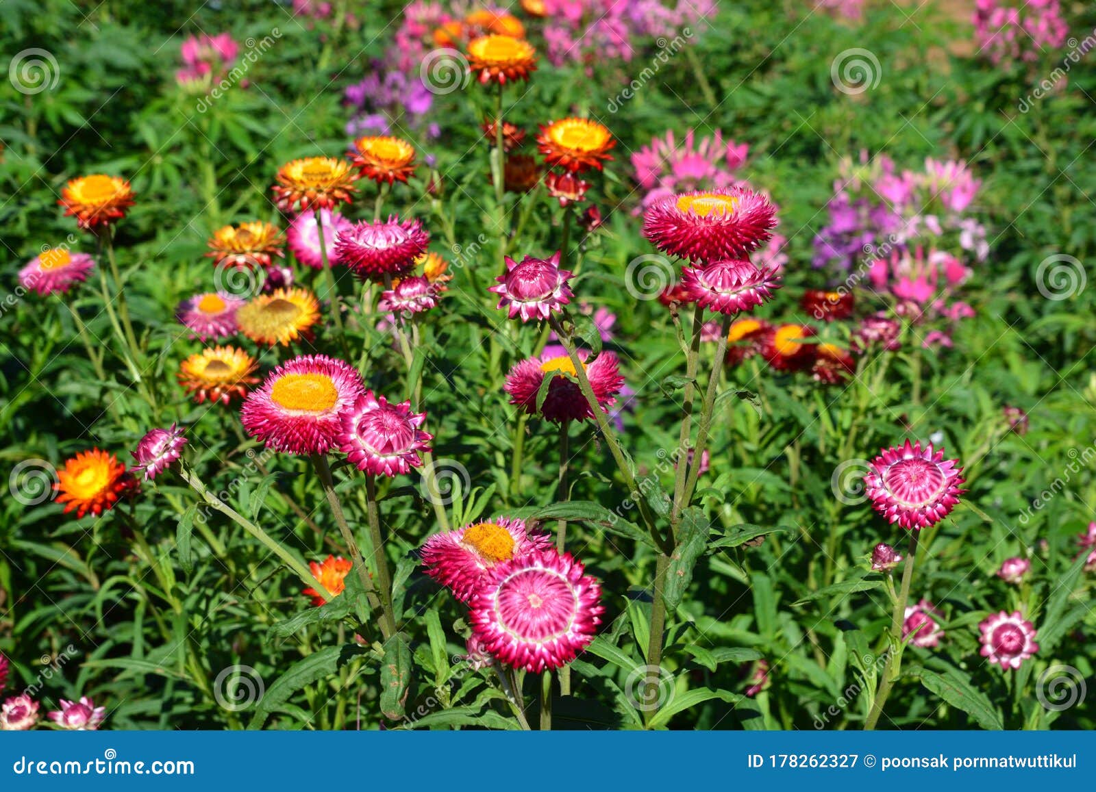 Beautiful of Colorful Everlasting Flowers or Straw Flowers for ...